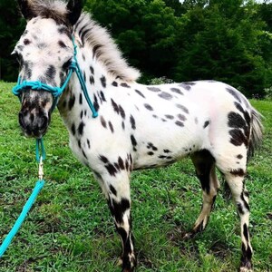 Miniature Horse-pony 4 Knot Rope Training Halter - (XXS Weanling to XL ...
