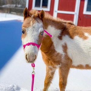 Miniature Horse-pony 4 Knot Rope Training Halter - (XXS Weanling to XL ...