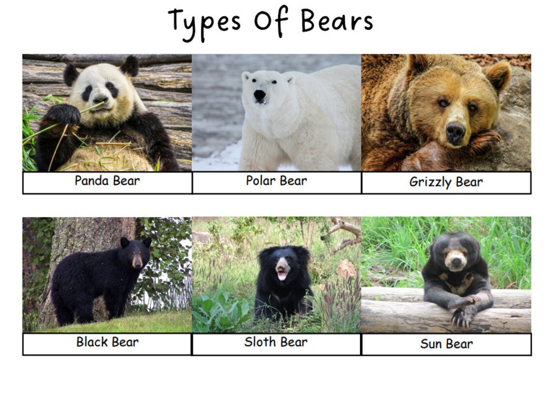 Learn the Different Types of Bears | Bear Match | Bear Identification ...