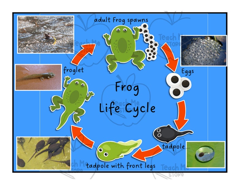 Frog Life Cycle Activity- Preschool Learning Activity - Etsy