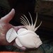 Hand Carved Wooden John Dory Fish. Saint Peter Fish. Fish - Etsy