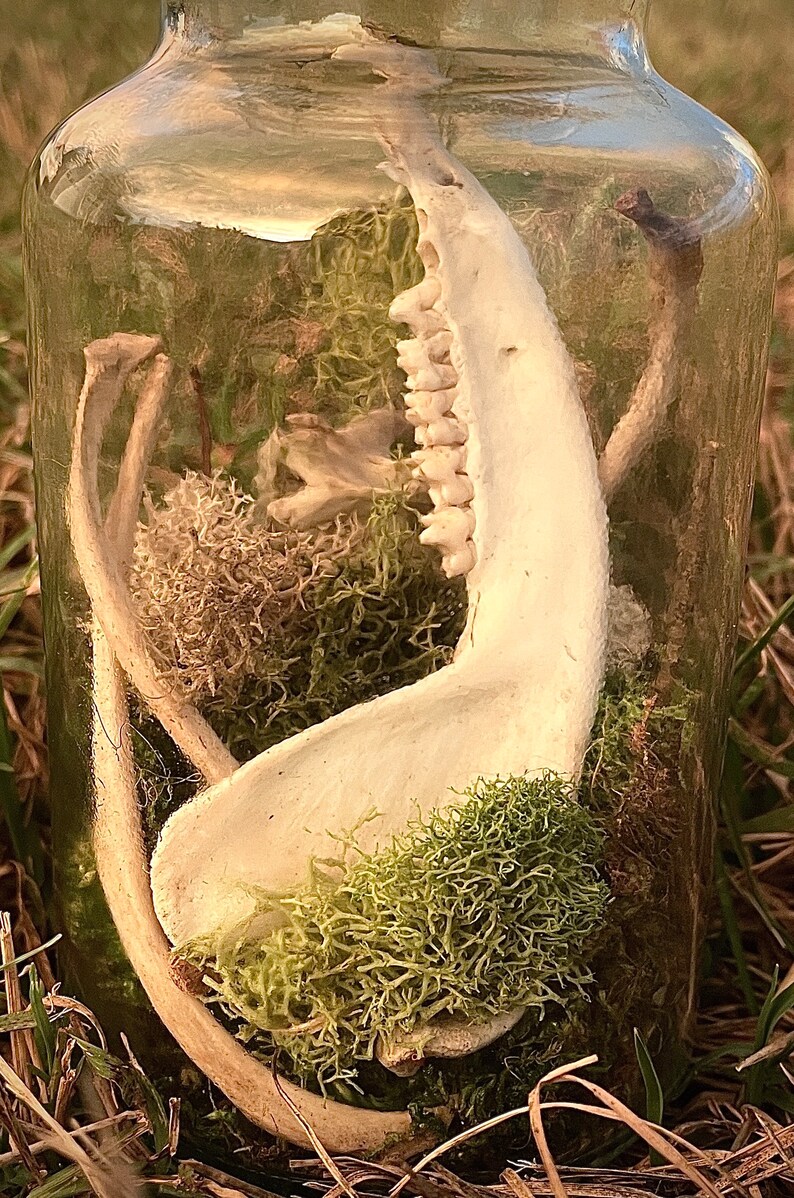 Assorted Possum Bones in Jar - Etsy