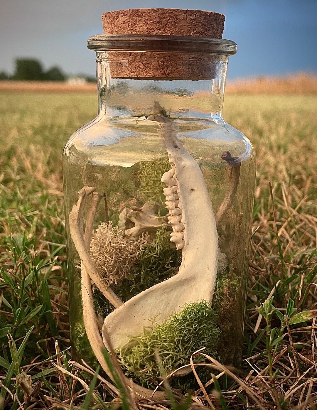 Assorted Possum Bones in Jar - Etsy