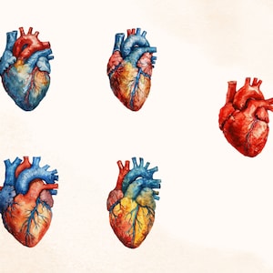 15 Human Heart Clipart, Anatomy, Halloween, Printable Watercolor ...
