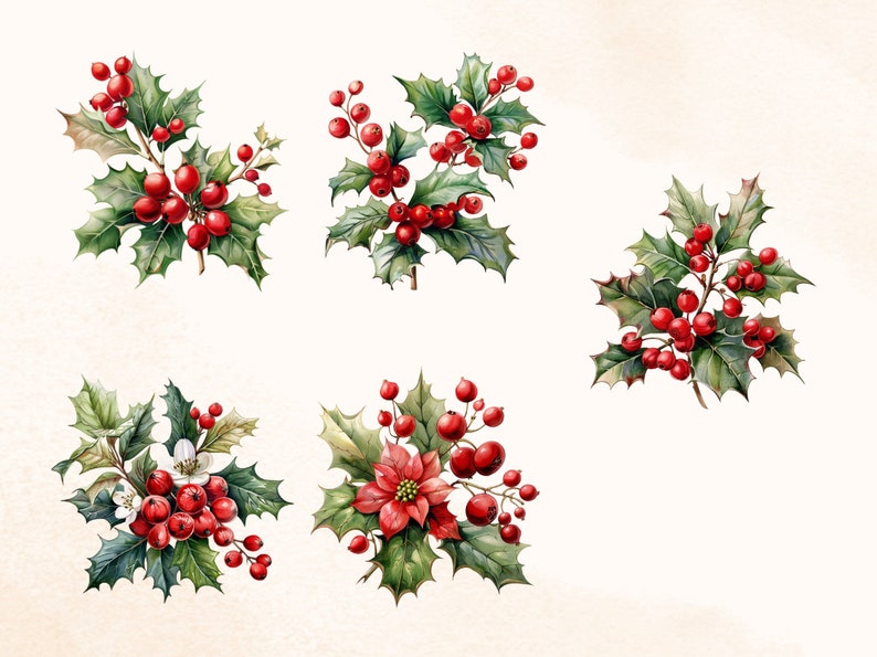 15 Watercolor Holly Berries Clipart, PNG Floral Illustrations ...