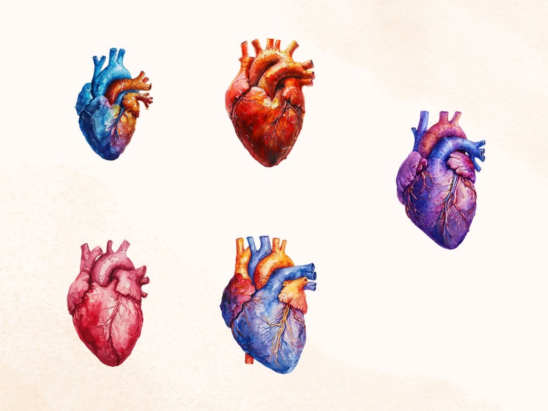 15 Watercolor Human Heart Clipart, Anatomy Art, , Commercial Use ...