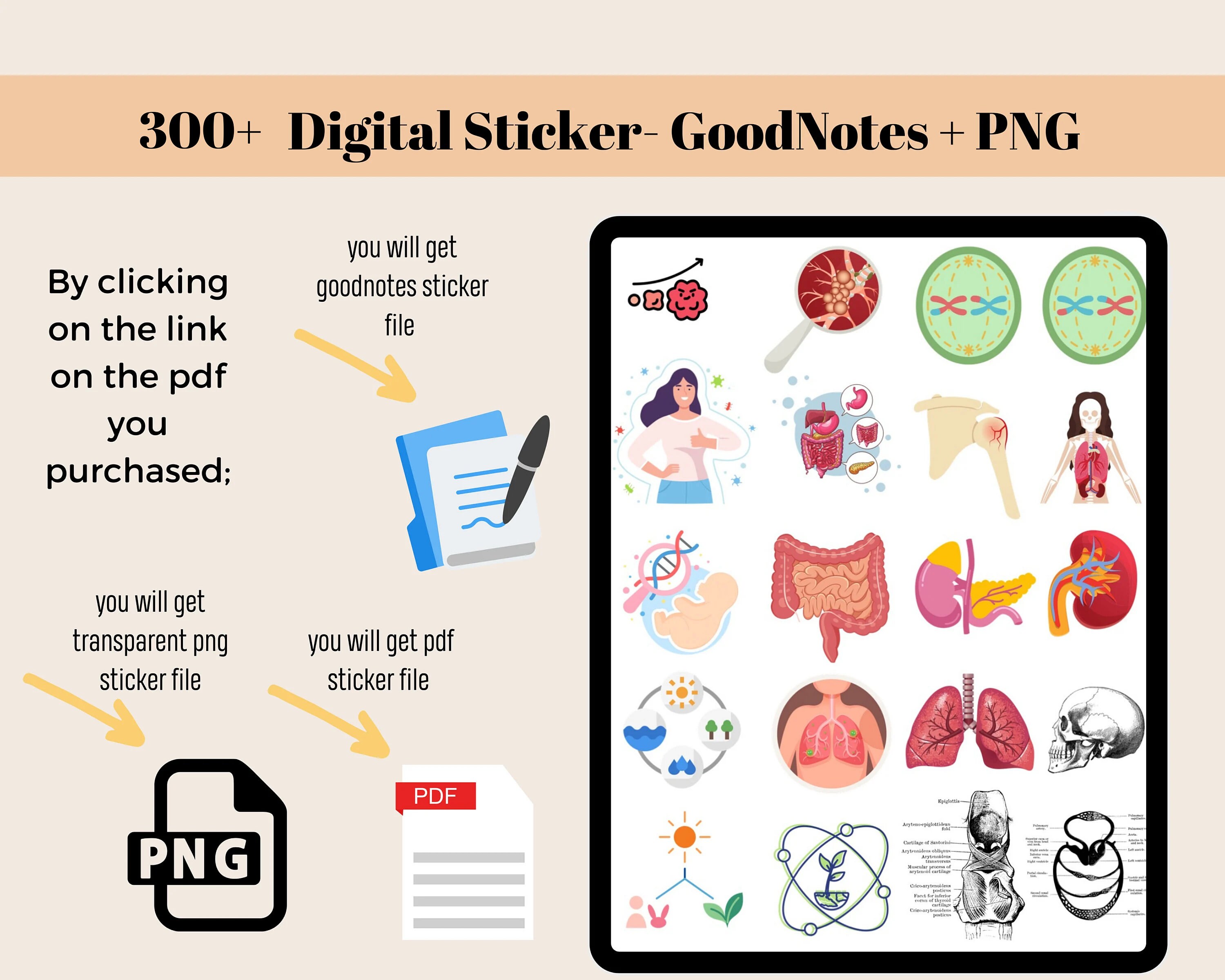 Biology & Anatomy Digital Stickers Pre-cropped Human Body Stickers Hand ...