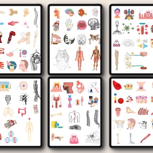 Biology & Anatomy Digital Stickers| Pre-cropped Human Body Stickers ...