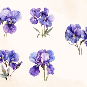 15 Violets Clipart, February Birth Flower Clipart, Jpgs, Digital ...