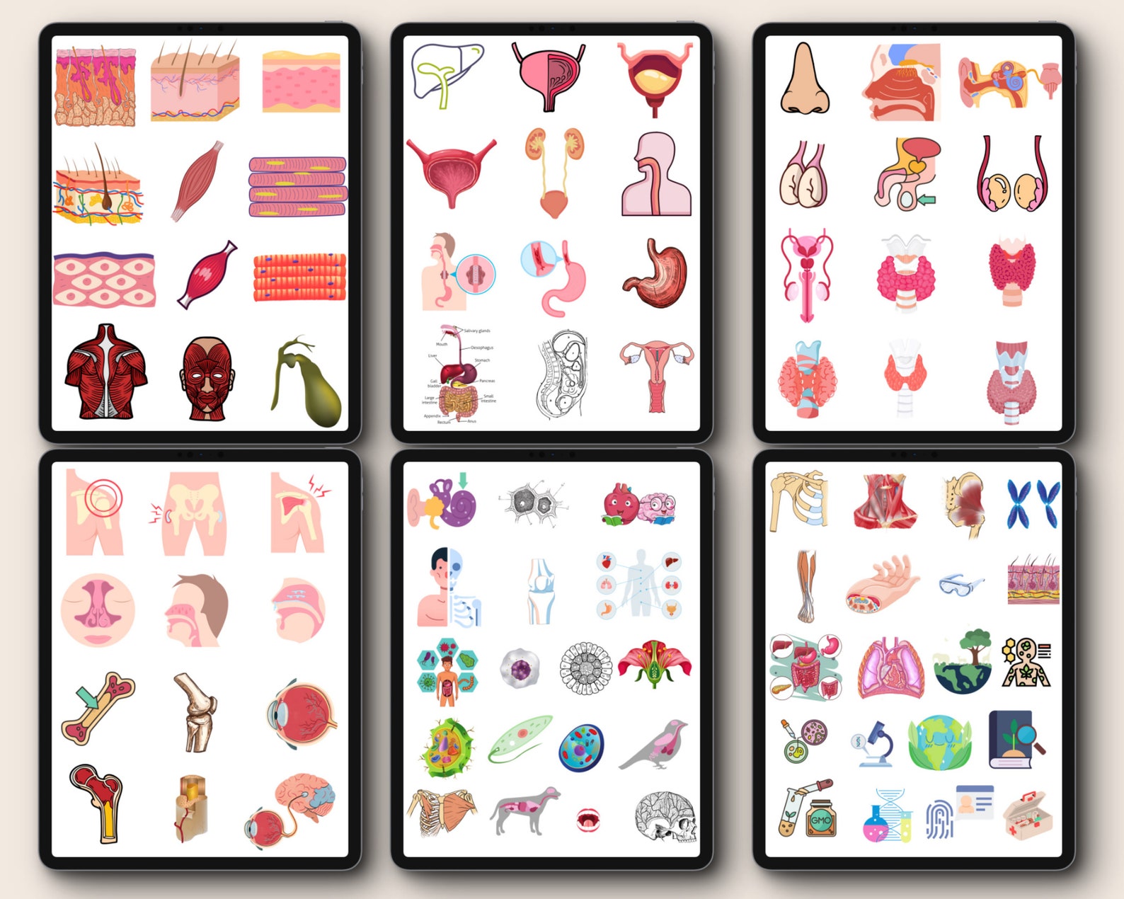 Biology & Anatomy Digital Stickers Pre-cropped Human Body Stickers Hand ...
