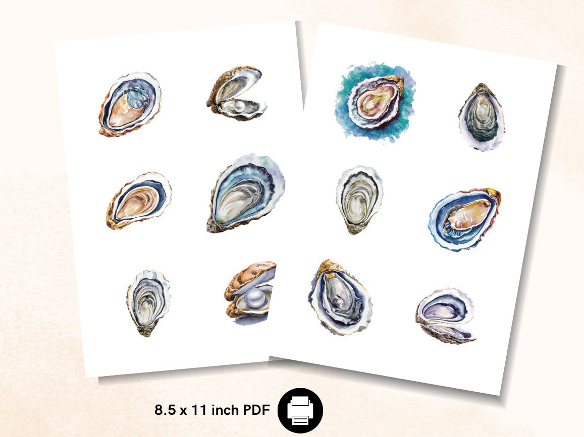 20 Coastal Watercolor Oyster Clipart, Transparent Background PNG ...