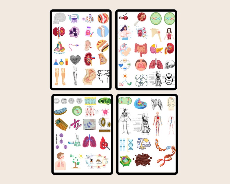 Biology & Anatomy Digital Stickers Pre-cropped Human Body - Etsy