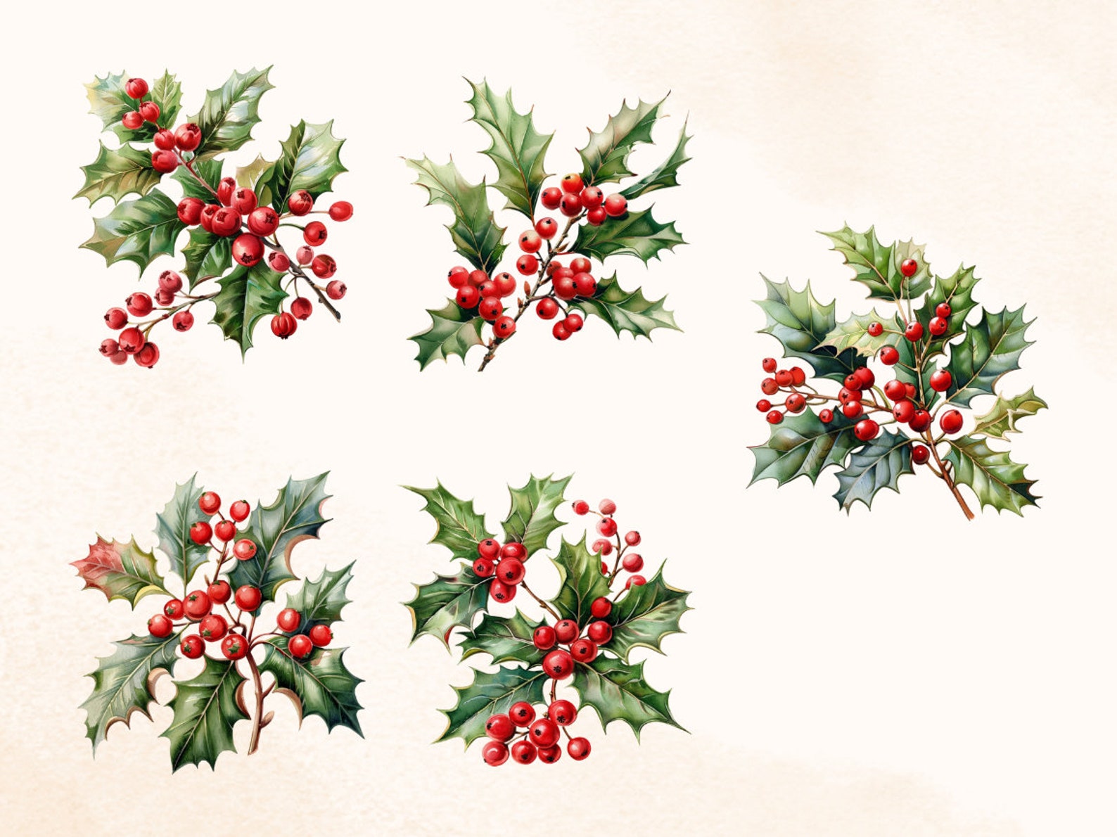 15 Watercolor Holly Berries Clipart, PNG Floral Illustrations ...