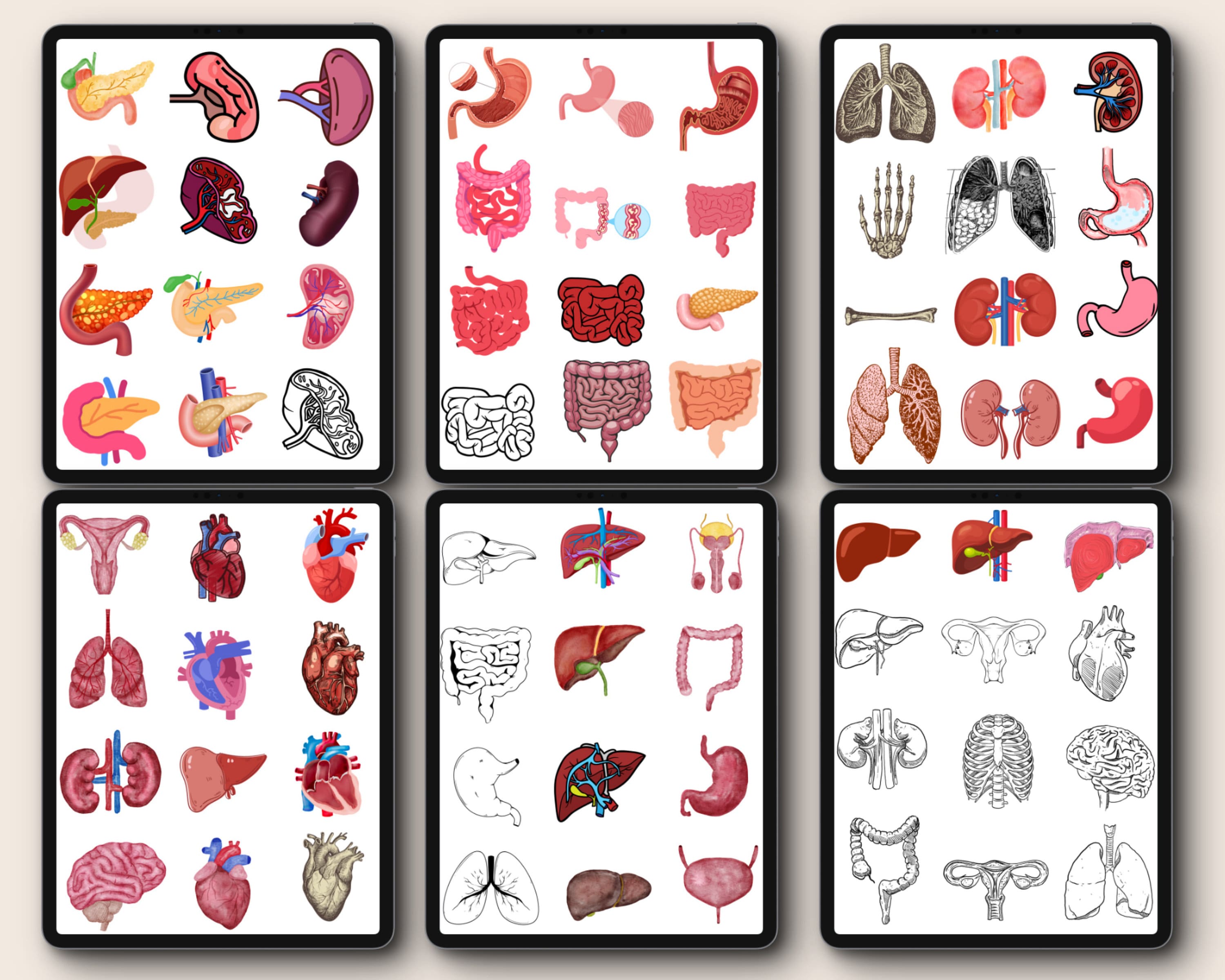 Biology & Anatomy Digital Stickers Pre-cropped Human Body Stickers Hand ...