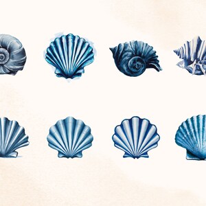 20 Nautical Watercolor Shell Clipart, Transparent Background PNG ...