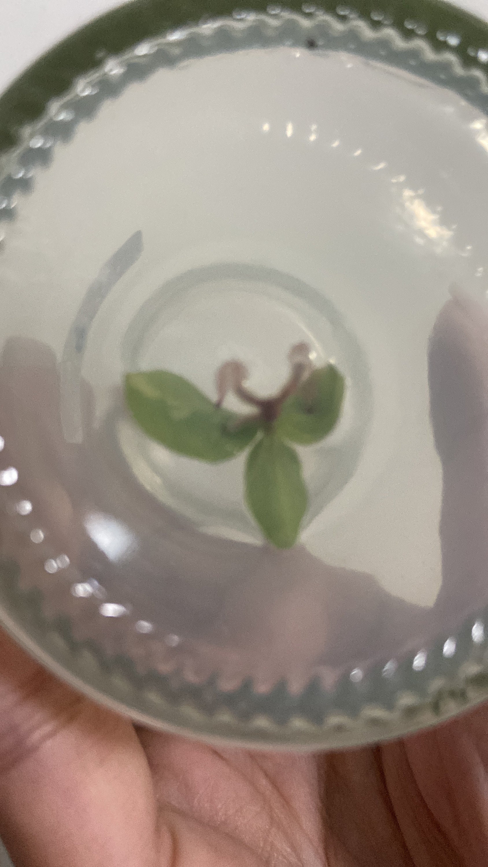 Philodendron Caramel Marble Variegated - Etsy