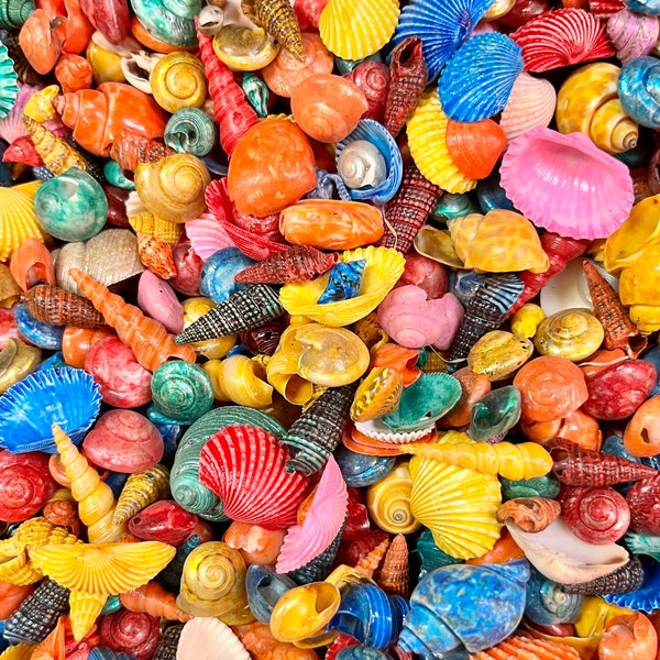 Colored Seashells - Etsy