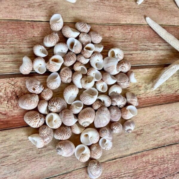 Moon Snail Nautica Shells - Etsy Australia