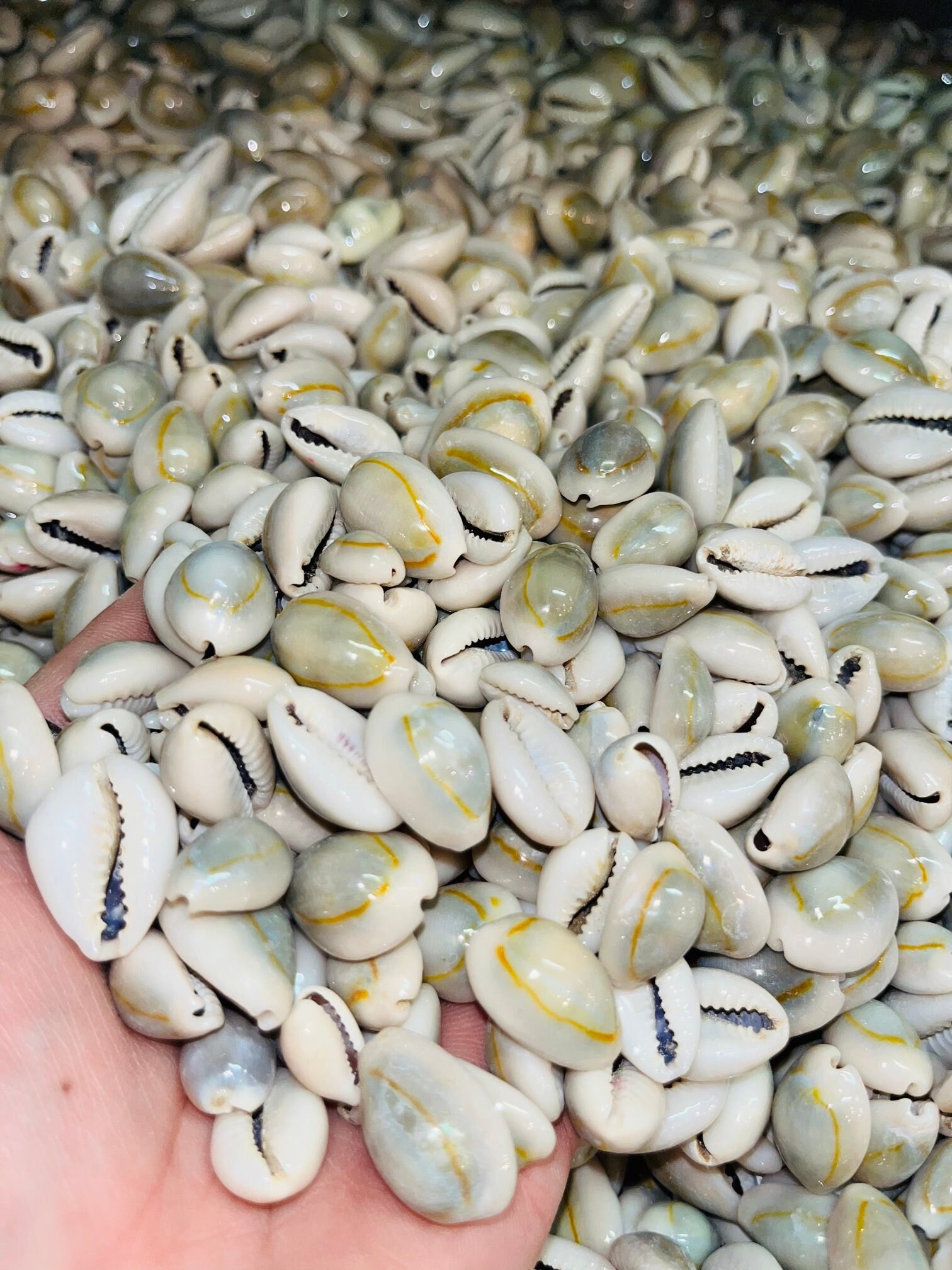 Gold Ring Cowrie-ring Cowrie-snail Shells-shells in Bulk-craft - Etsy