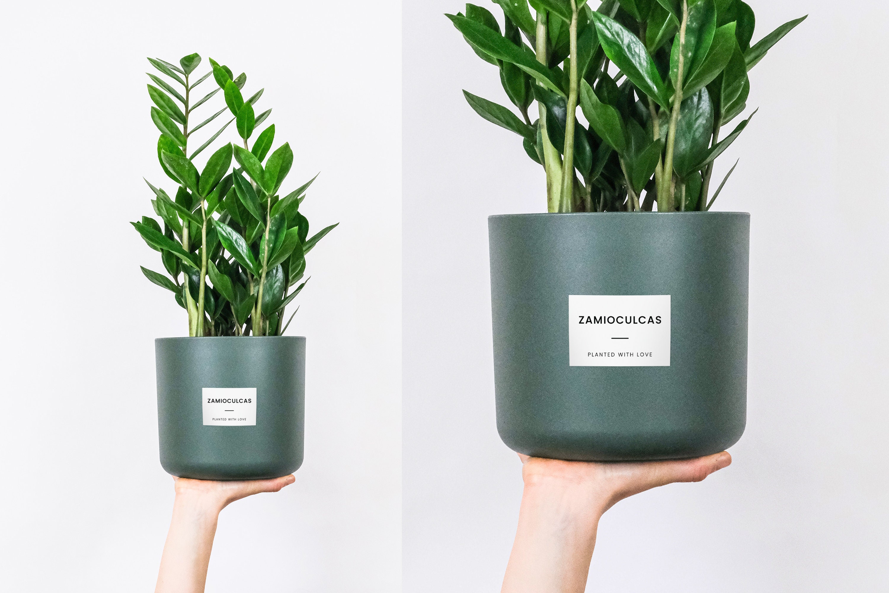 156 Plant Name Tag Stickers to Print | Plant Name Labels | Plant ...