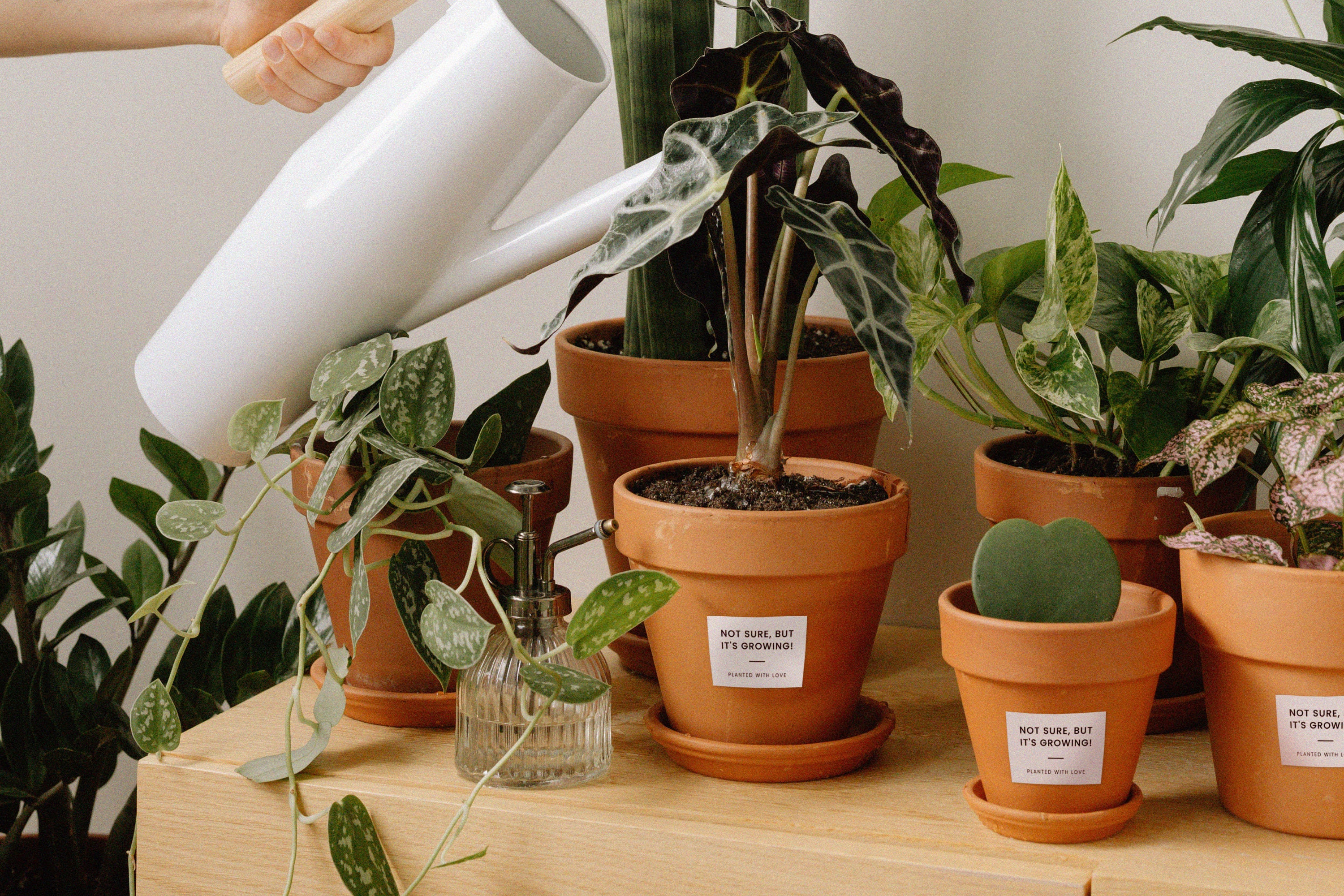 156 Plant Name Tag Stickers to Print | Plant Name Labels | Plant ...