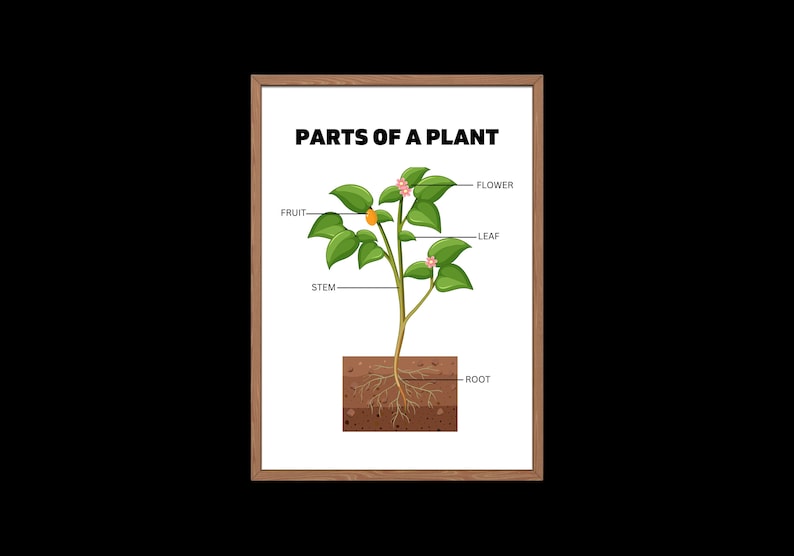 Digital Poster Print Parts of Plant Educational Wall Art - Etsy