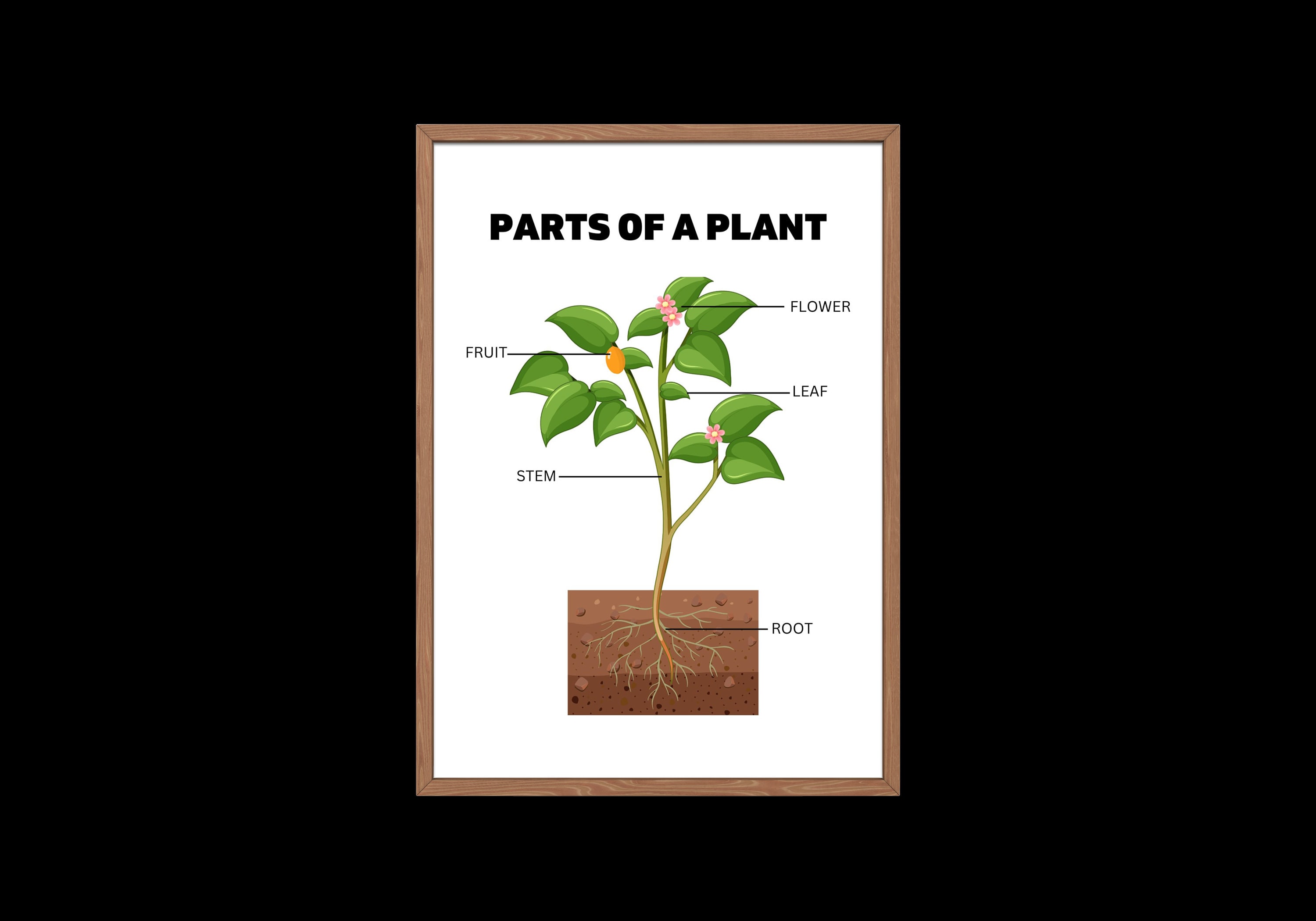 Digital Poster Print Parts of Plant Educational Wall Art - Etsy