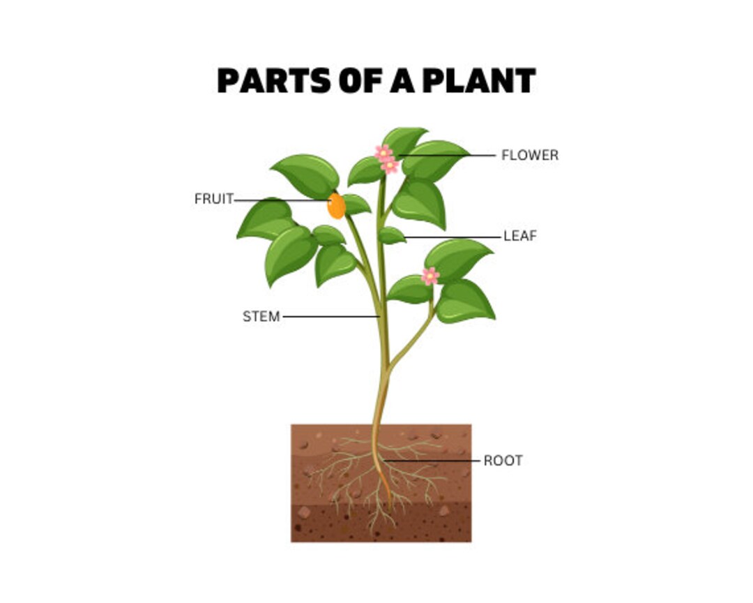 Digital Poster Print Parts of Plant Educational Wall Art - Etsy
