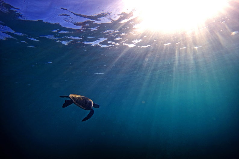 Sea Turtle High Resolution Digital Instant Download for Print or ...