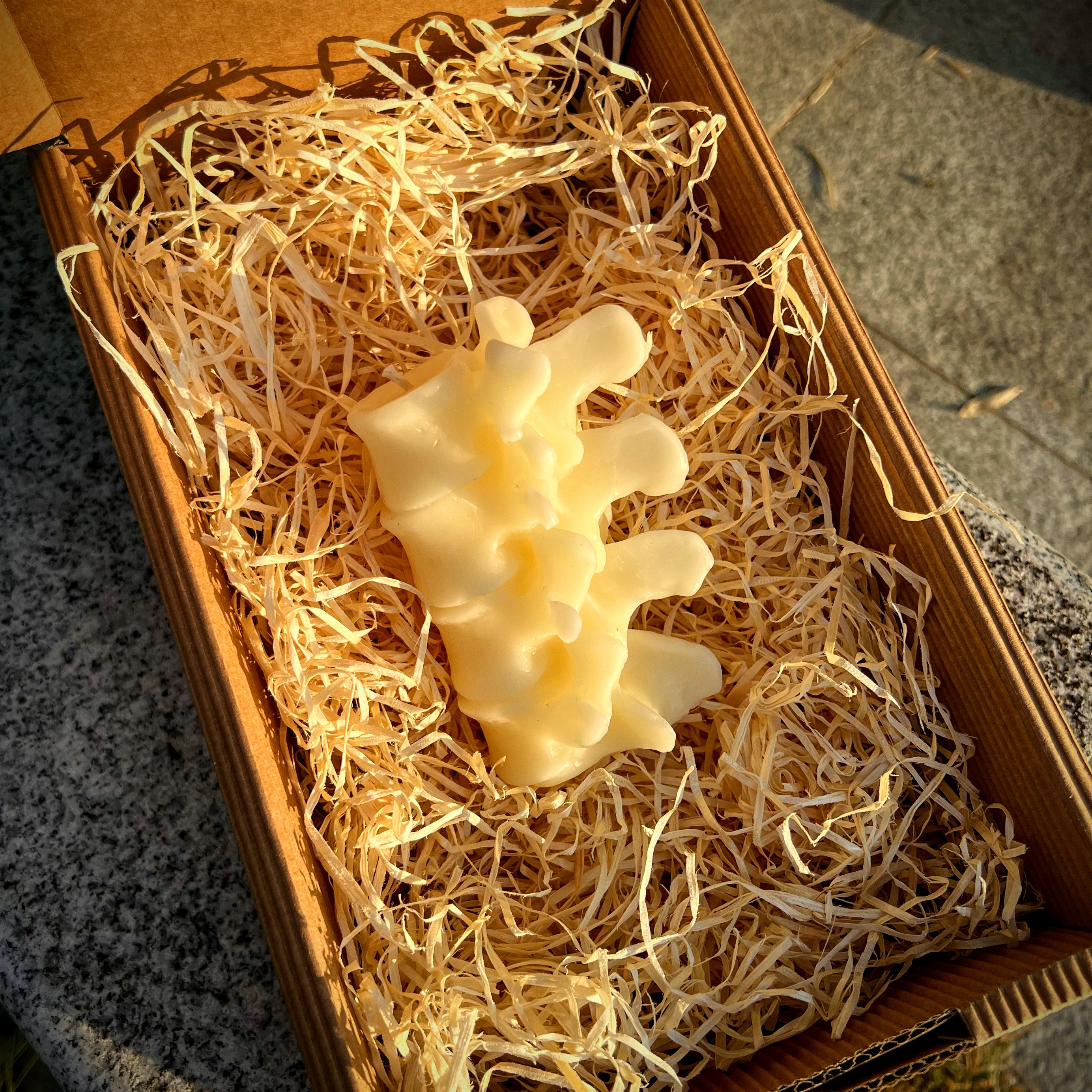 Spinal Candle WHITE Made From 100% Beeswax in a Gift Box Backbone ...