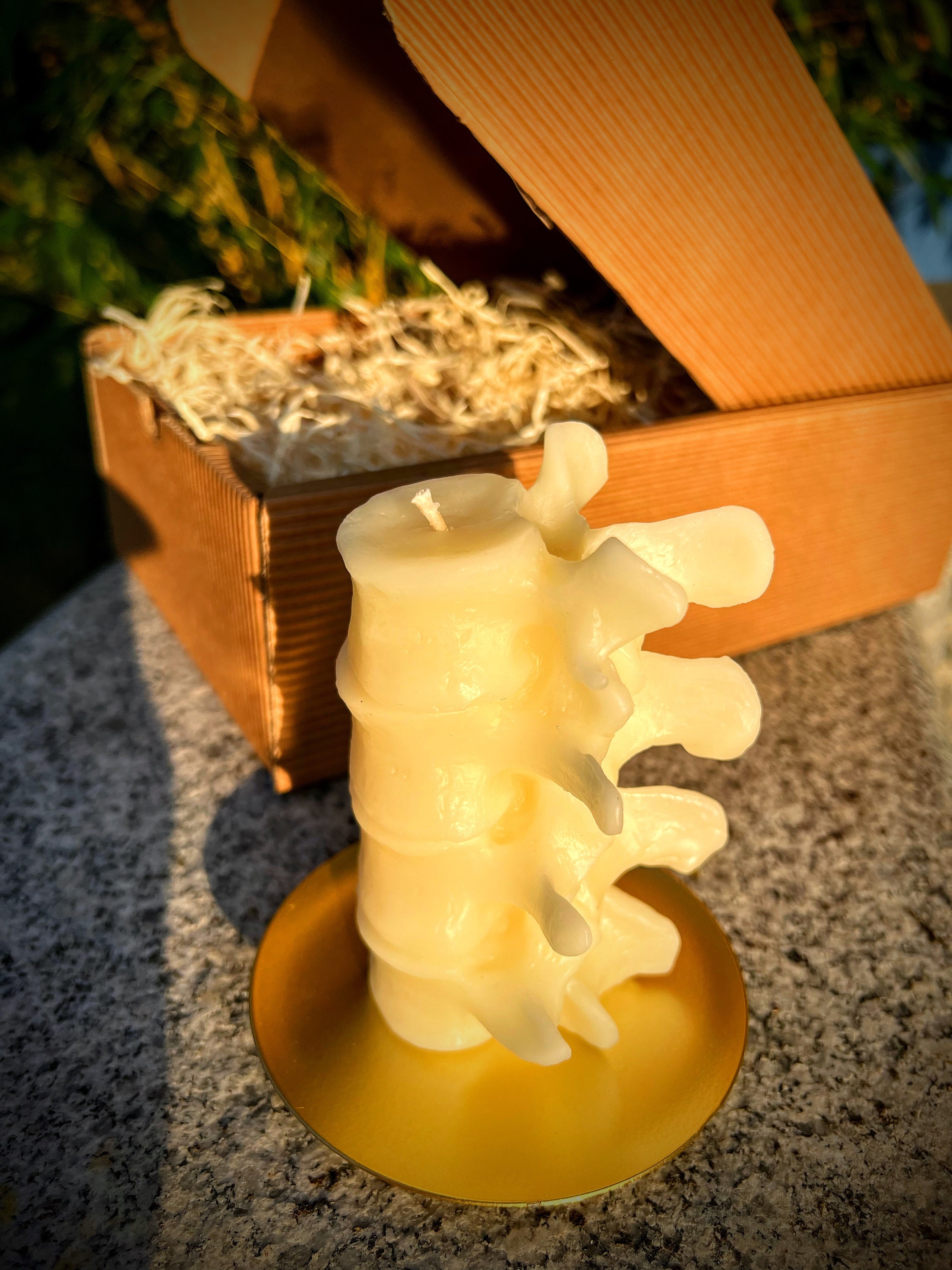 Spinal Candle WHITE Made From 100% Beeswax in a Gift Box Backbone ...