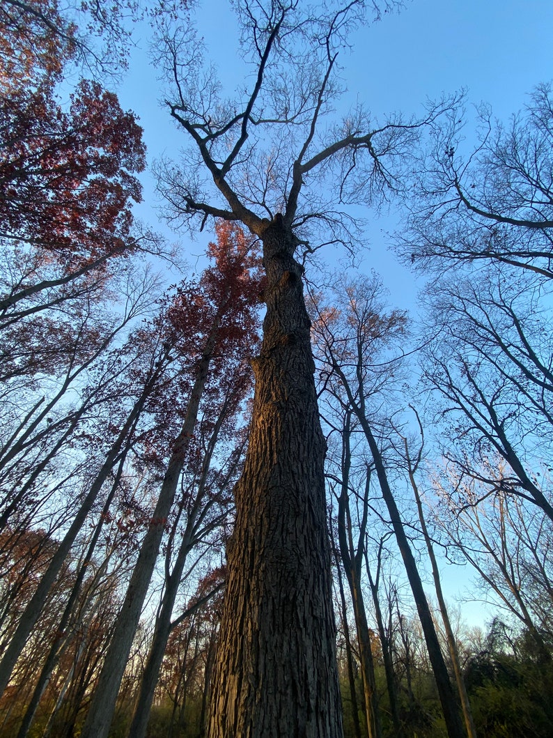 1/2 Lb. Sweet Pignut Hickory Nuts - Carya Ovalis - Red Hickory ...