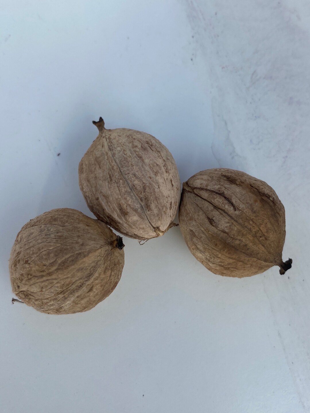 1/2 Lb. Sweet Pignut Hickory Nuts - Carya Ovalis - Red Hickory ...