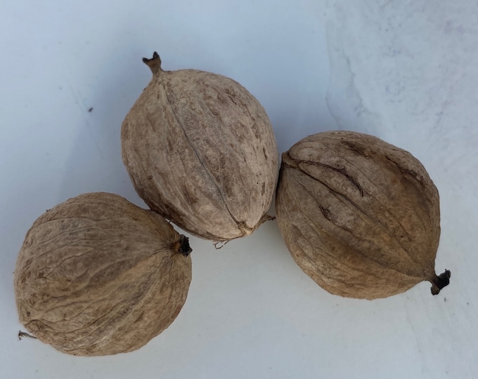 Hickory Nuts, Shagbark, Shellbark Hickory Nuts, Mixed Fresh Hickory ...