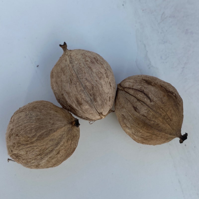 Red Hickory Tree - Etsy