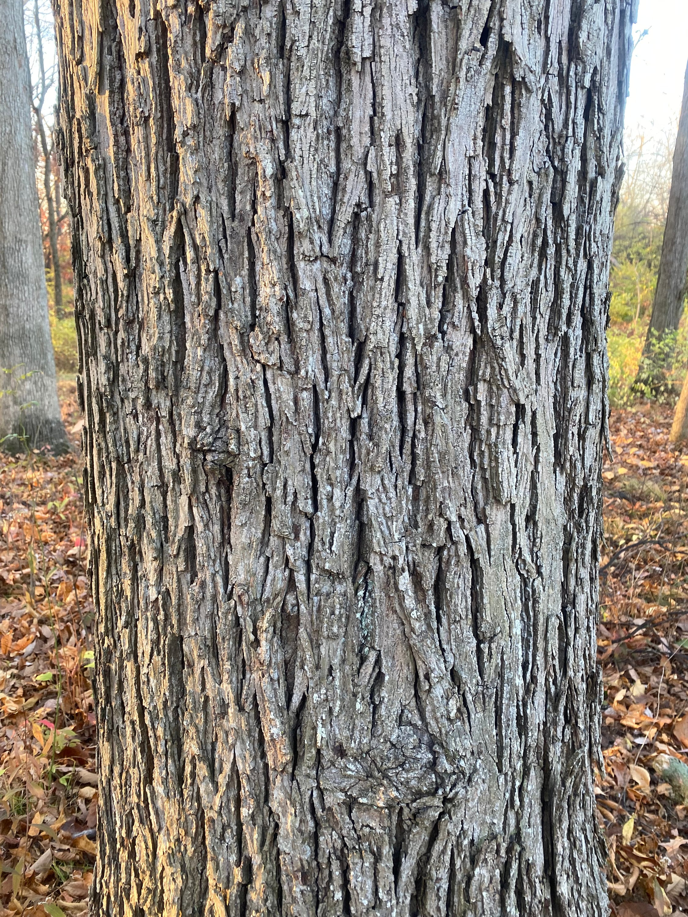 1/2 Lb. Sweet Pignut Hickory Nuts - Carya Ovalis - Red Hickory ...