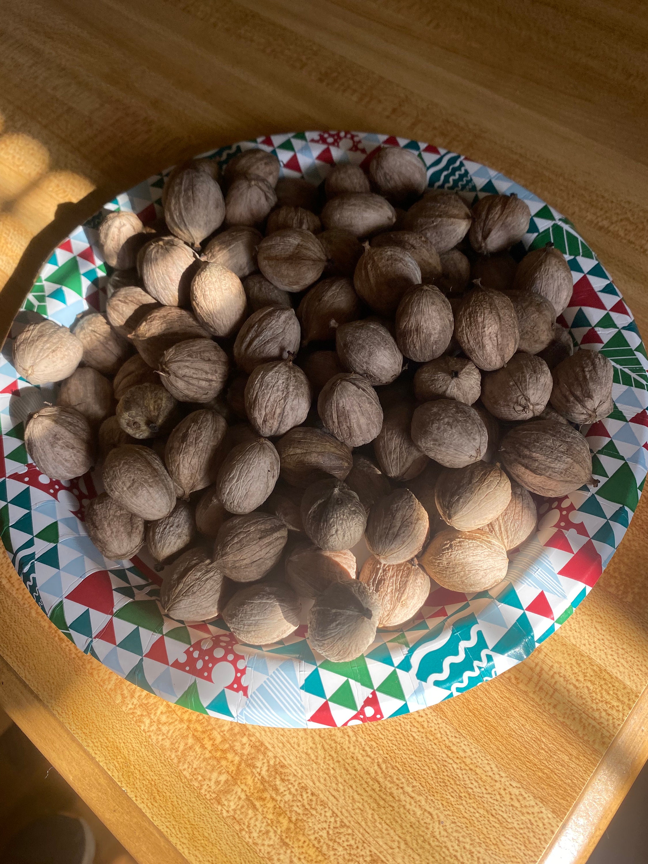 1/2 Lb. Sweet Pignut Hickory Nuts - Carya Ovalis - Red Hickory ...