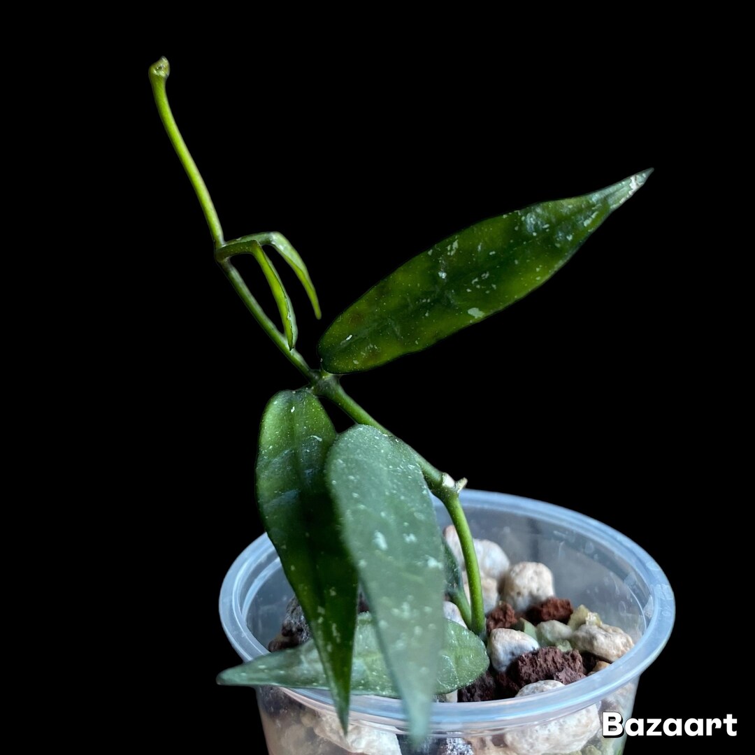 Hoya Lacunosa Mr. Tent | Exact Plant - Etsy