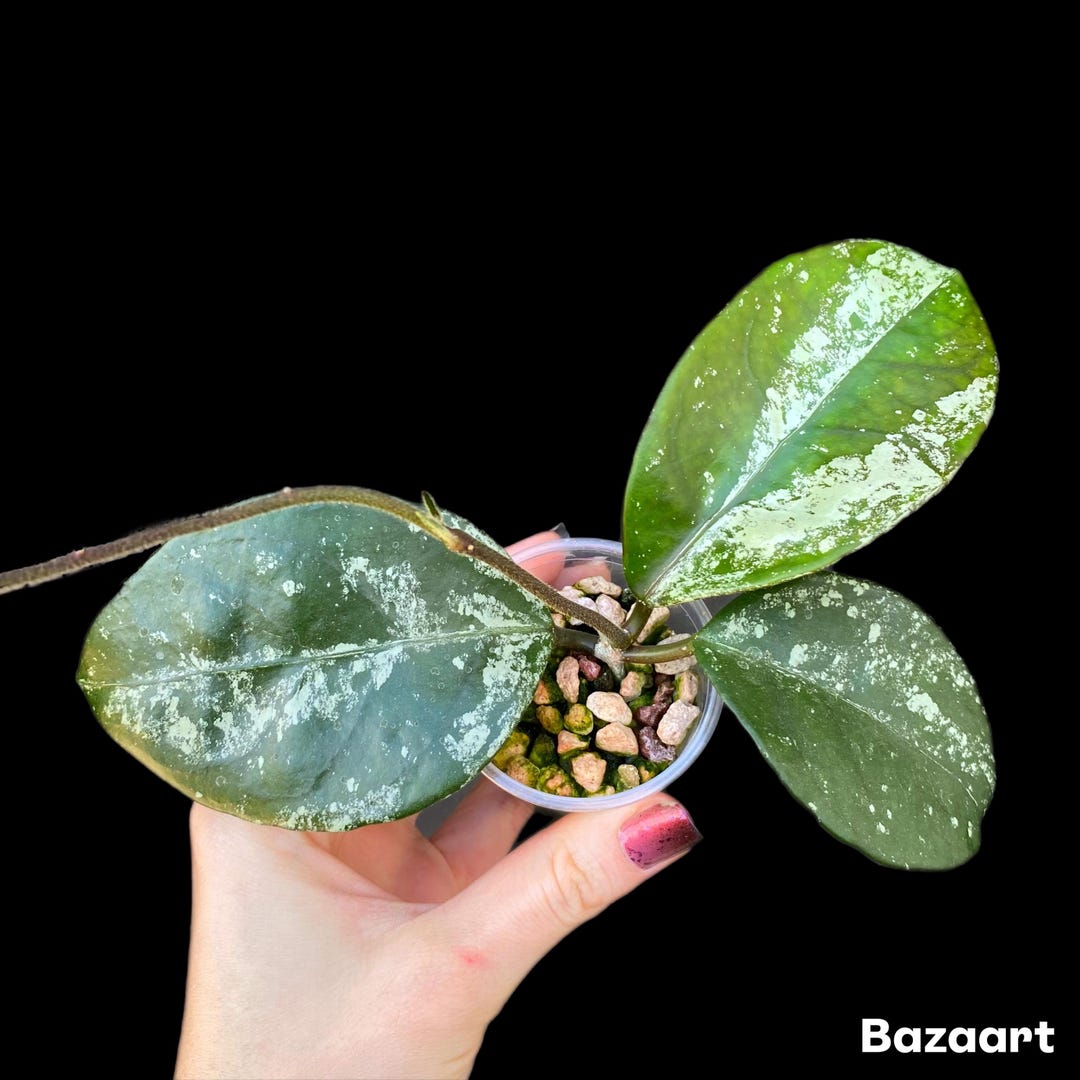 Hoya Carnosa Freckles Splash | Exact Plant - Etsy