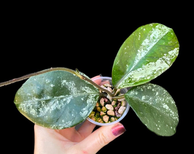 Hoya Carnosa Freckles Splash | Exact Plant - Etsy