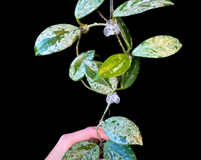 Hoya Carnosa Freckles Splash Exact Plant - Etsy