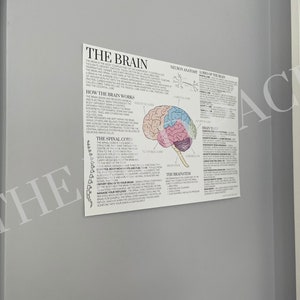 The Brain A3 Medical Notes Poster - Etsy