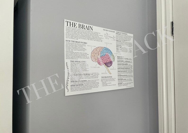 The Brain A3 Medical Notes Poster - Etsy