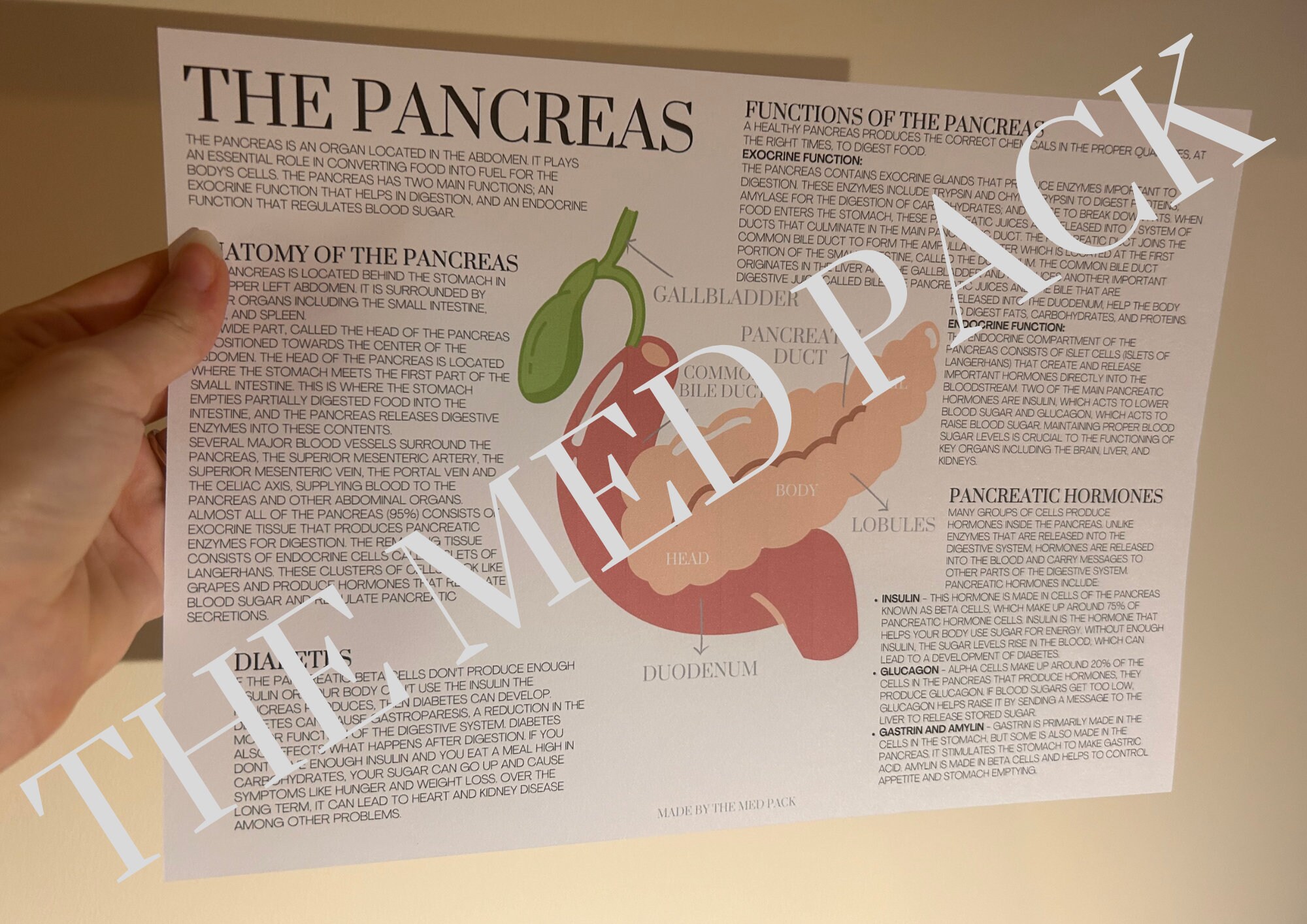 The Pancreas Internal Organs Poster / Revision Page A4 - Etsy