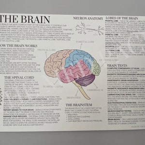The Brain A3 Medical Notes Poster - Etsy