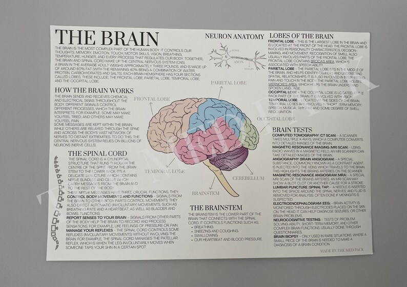 The Brain A3 Medical Notes Poster - Etsy