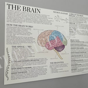 The Brain A3 Medical Notes Poster - Etsy