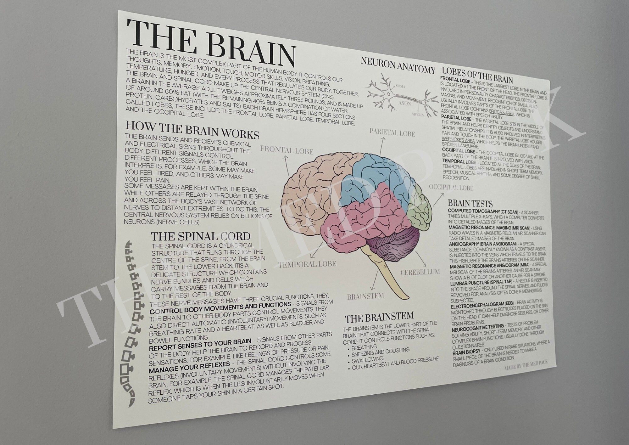 The Brain A3 Medical Notes Poster - Etsy