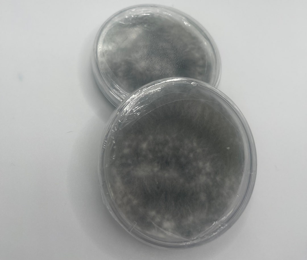 King Oyster Colonized 60mm PDA Plates - Etsy