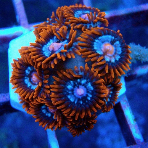 Rasta Zoanthids Rare & Quarantined Live Saltwater Plants - Etsy